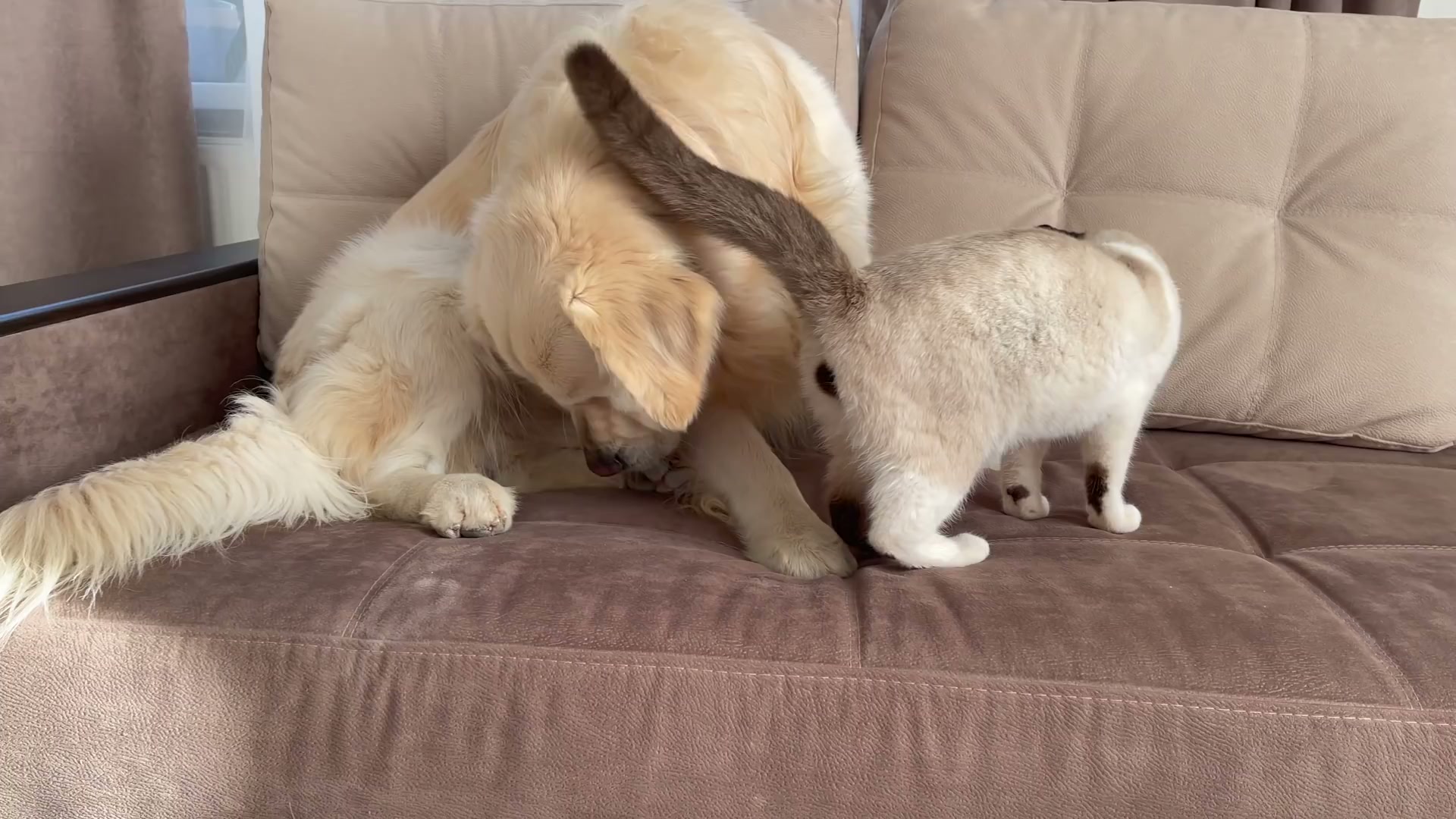 Golden retriever finds his favorite kitten cuddle buddy