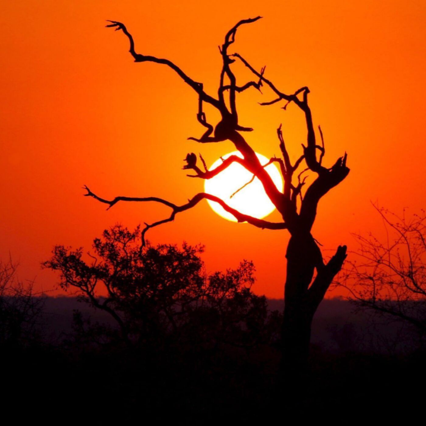 Zwei tote Safari-Touristen in Südafrika