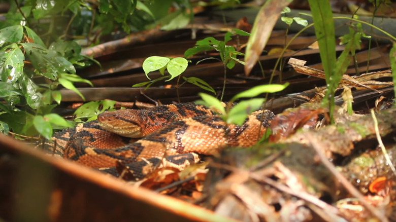 Dangerous animals you wouldn't want to see in the Amazon rainforest