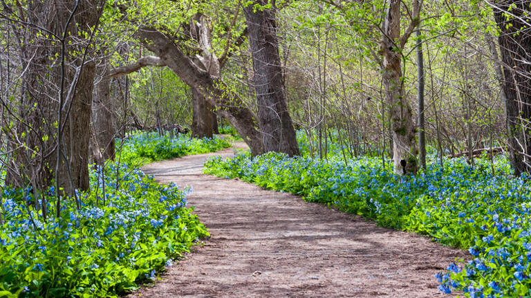 All 11 US national scenic hiking trails, ranked by difficulty