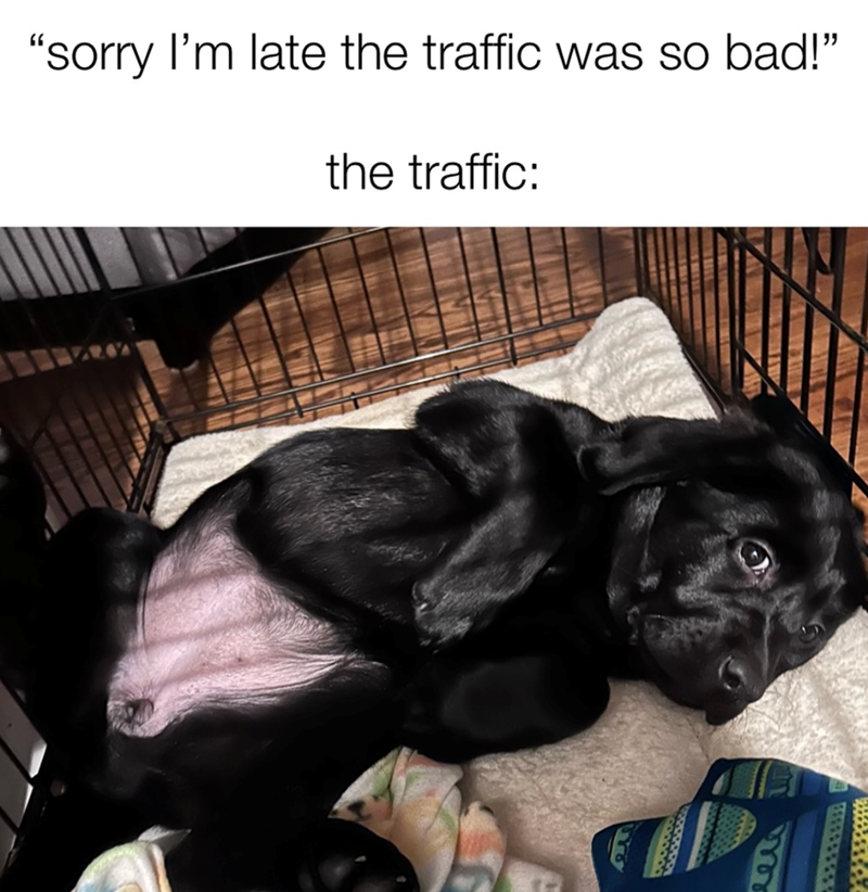 'Good boys get good memes': 21 dog memes to fill your morning cup with ...