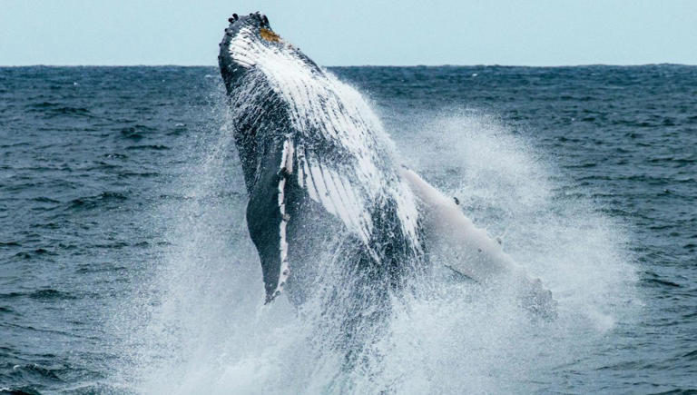 Shipping routes changed overnight and whales off South Africa are now ...