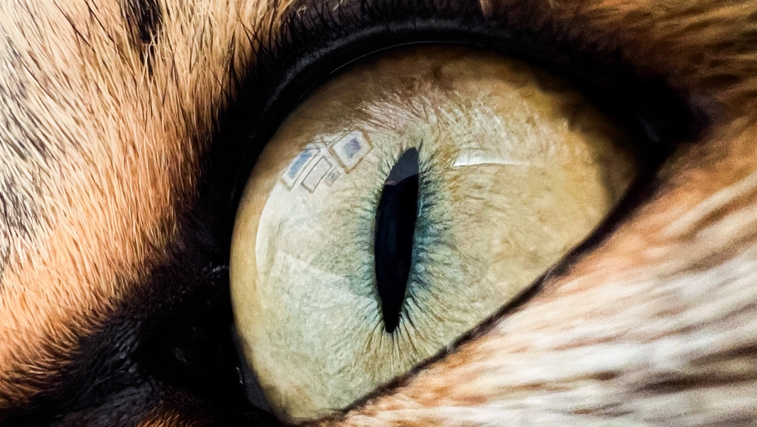 Mastering the art of cat photography
