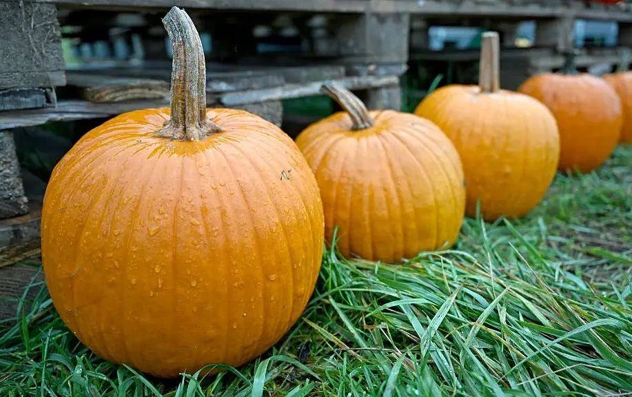 Pumpkin treats to make fall sweeter