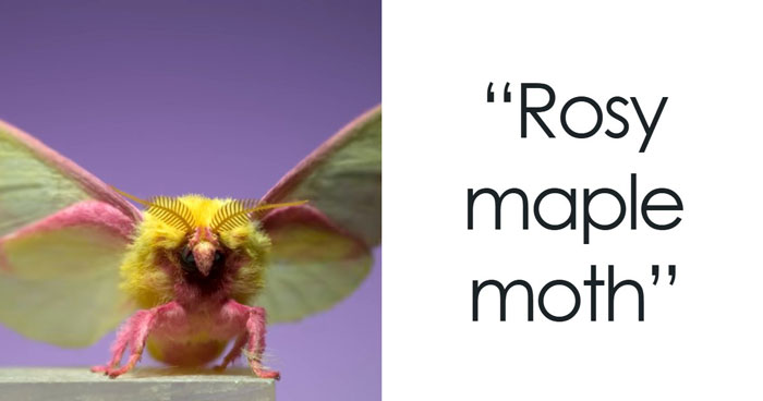 35 animals nobody would ever believe are real without proof
