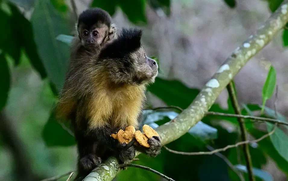 AI tool offers non-invasive tracking of wild primates