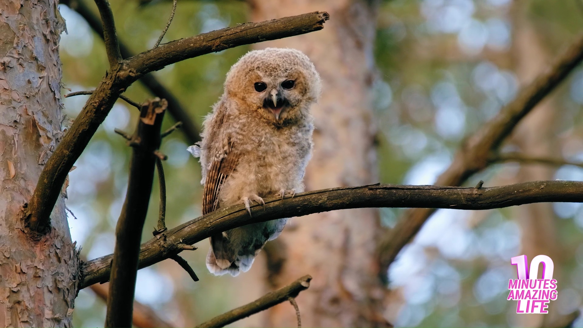 Baby tawny owl learning life inside the wild forest