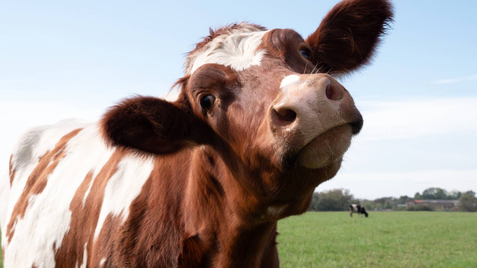 Willow the mini cow sprints to her dad in an adorable reunion