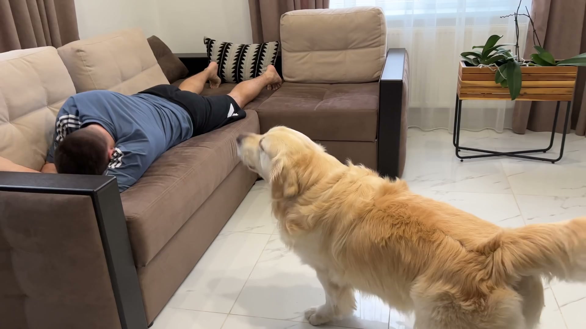 Golden retriever demands his toy from dad