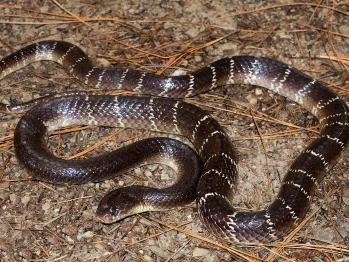 6 most venomous snakes found in India