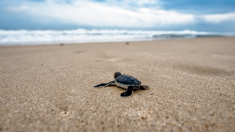 Marco Island pulls shark fishing restriction proposal amid sea turtle ...