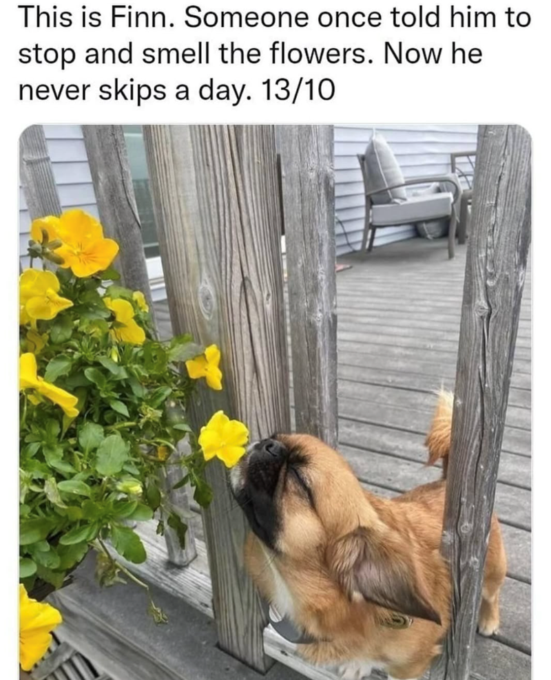 'Good boys get good memes': 21 dog memes to fill your morning cup with ...