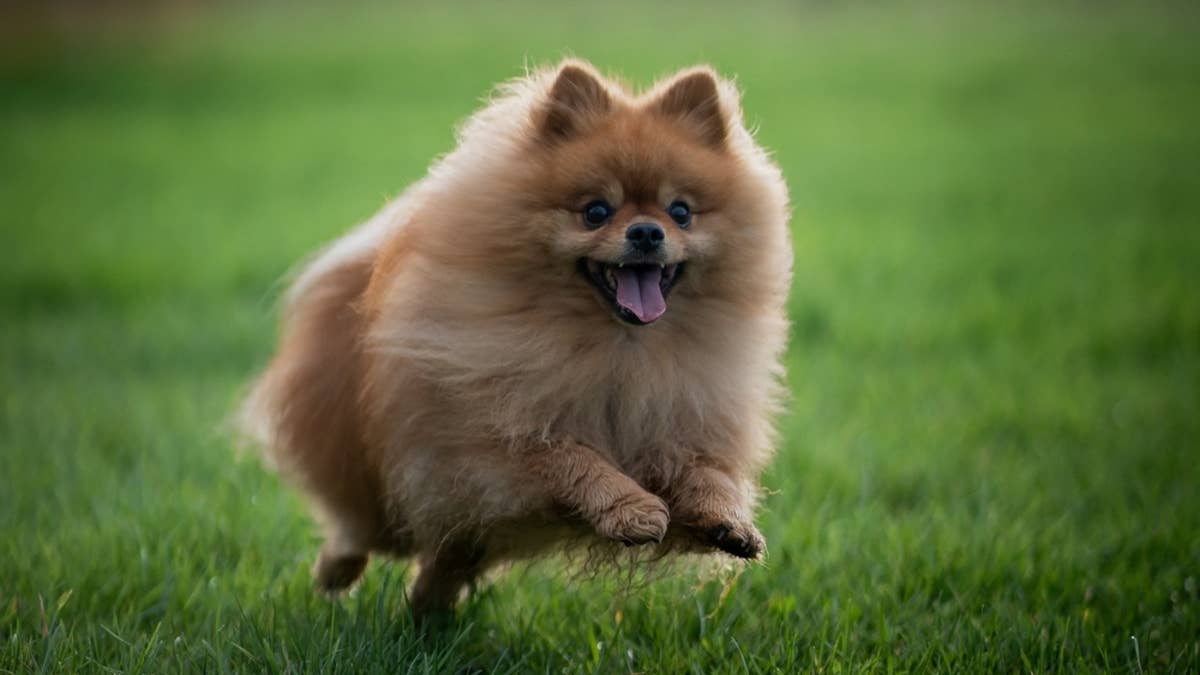 Tiny Pomeranian puppy tries to go potty in the wind and it’s pure chaos