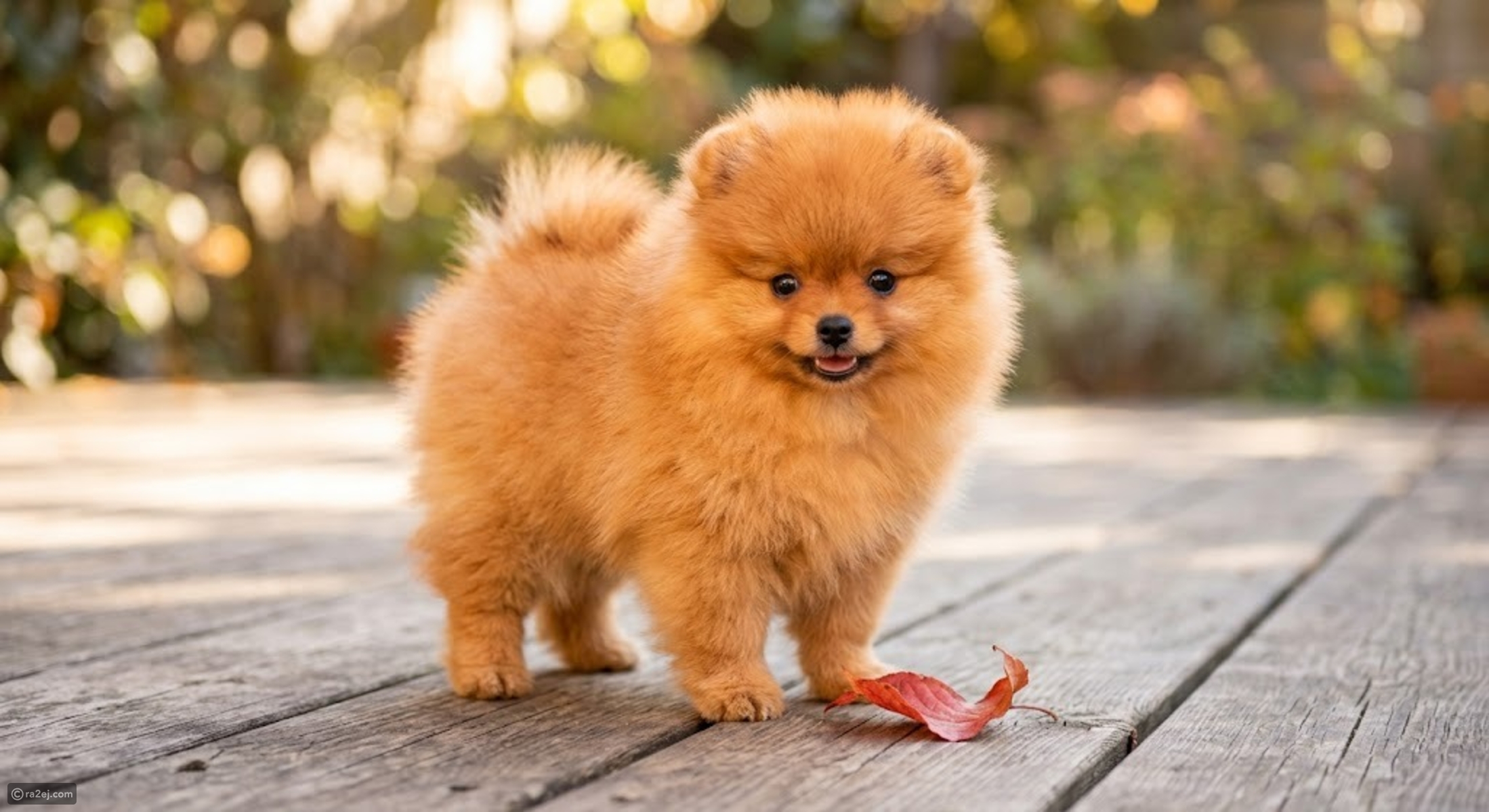 Adorable dog breeds that never stop looking like puppies