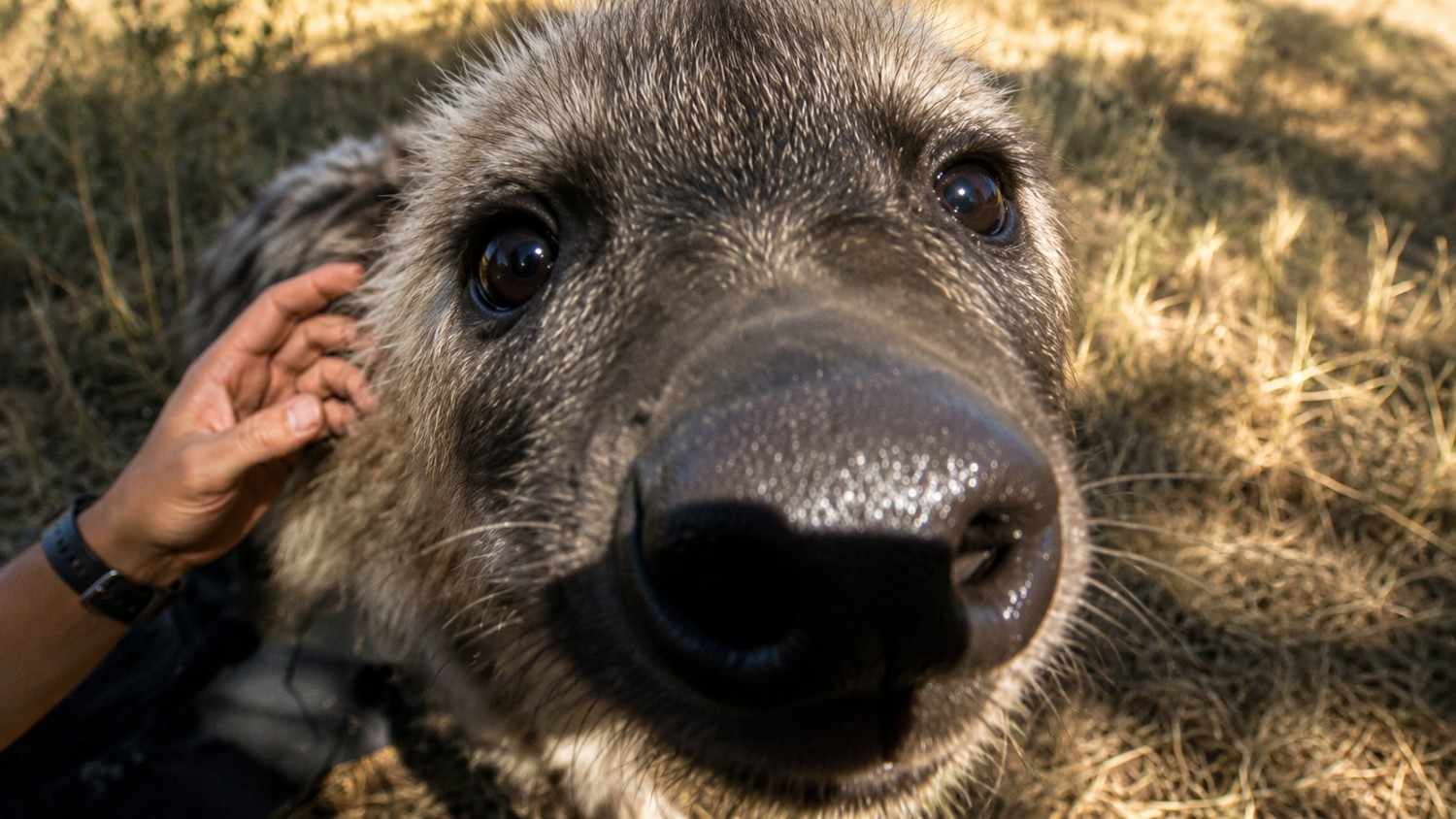 This cute baby hyena survived a brutal start