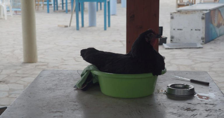 Hen - storia di una gallina: clip esclusiva dell'avventuroso film di ...