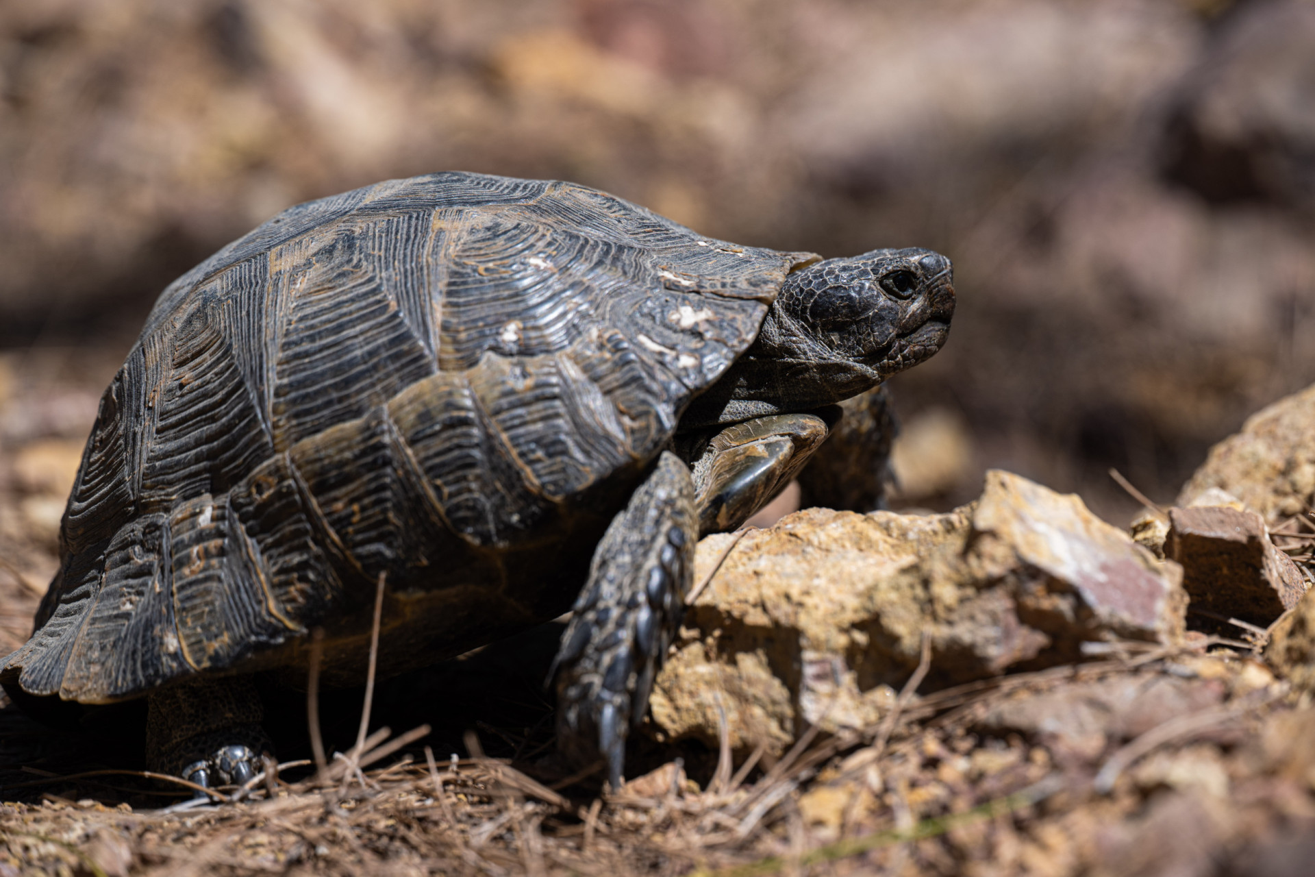 Terrific tidbits about turtles and tortoises