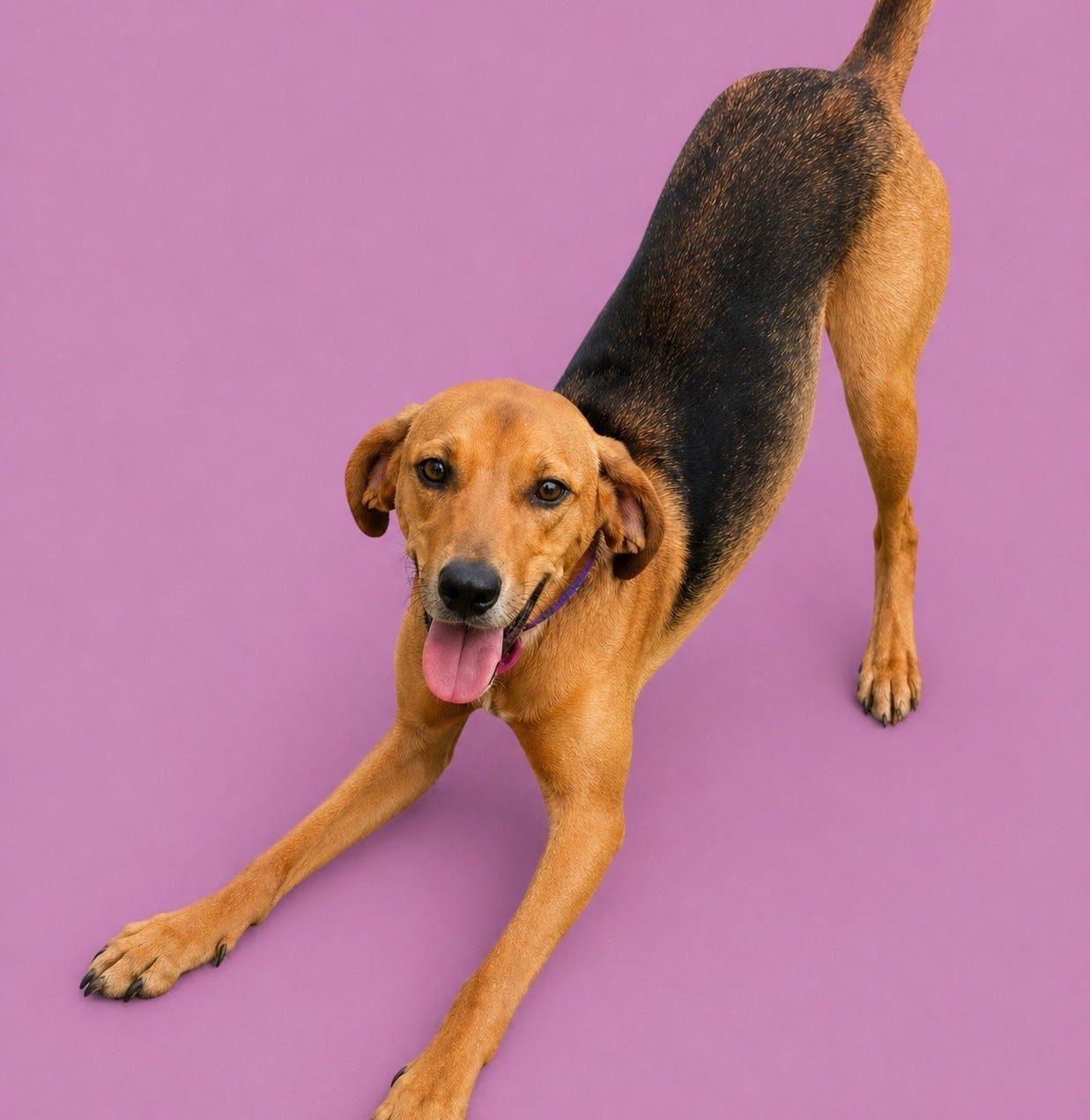 Take your pick from these dogs and cats yearning for a home