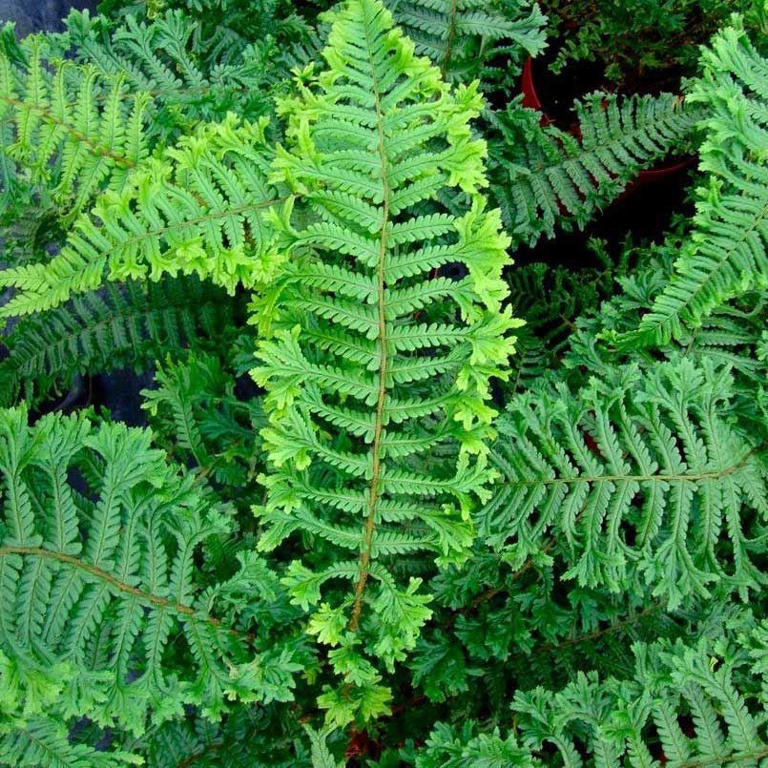 Pocket woodlands are the secret to transforming shady garden corners ...