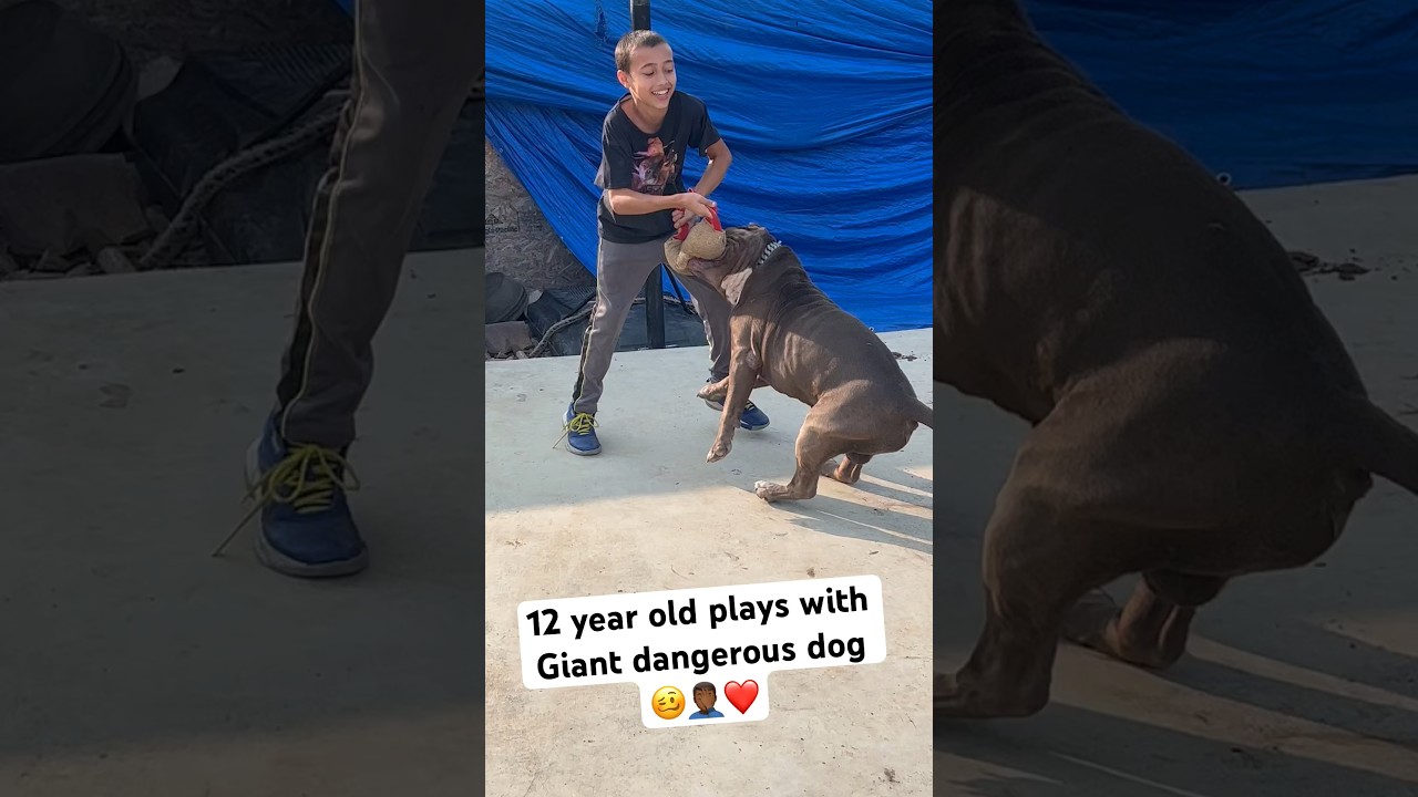 A 12-year-old learns how to control his dog