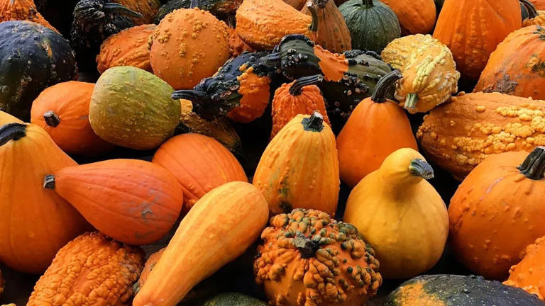 8 winter squashes that are way easier to prep than you think