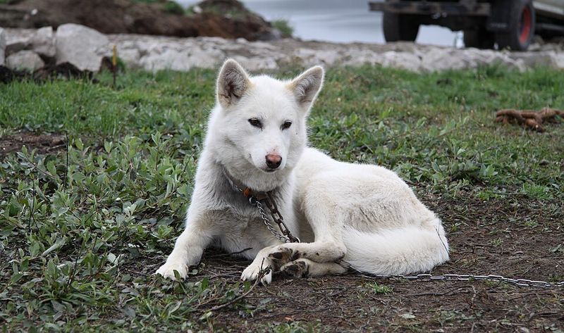 12 breathtaking northern dog breeds with looks straight out of the ...