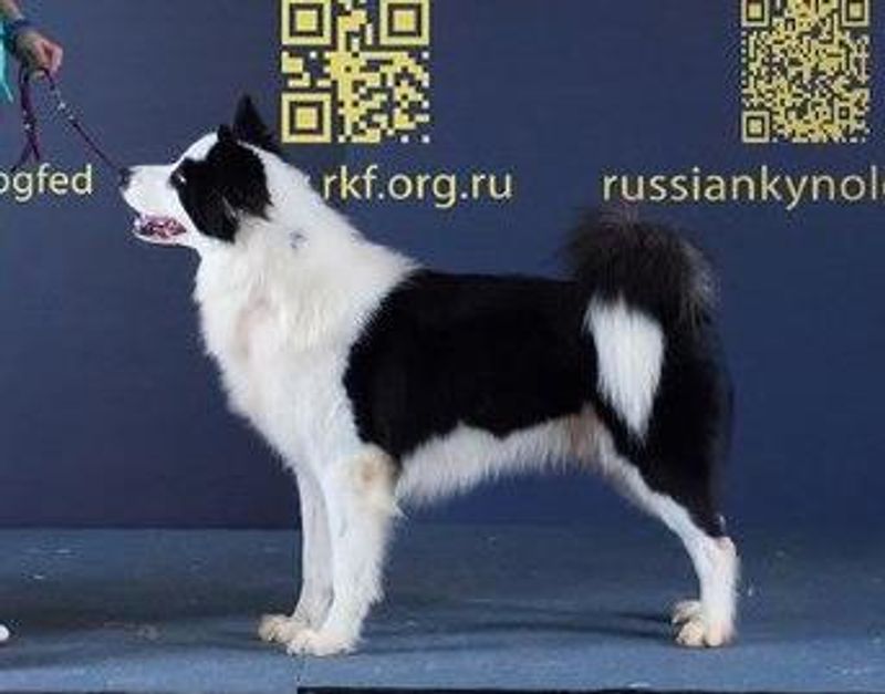 12 breathtaking northern dog breeds with looks straight out of the ...