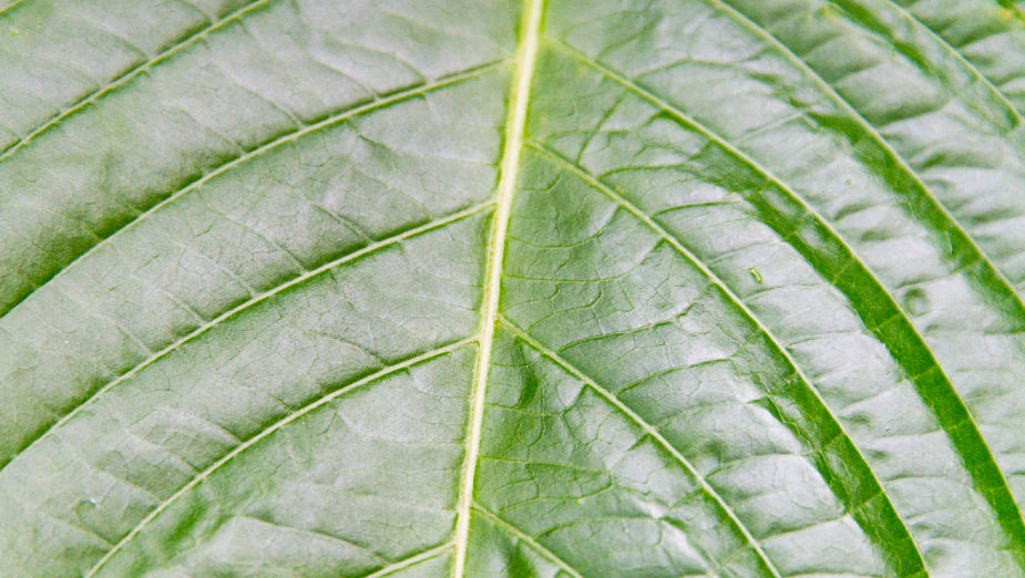 Why leaves are nature’s quiet powerhouses