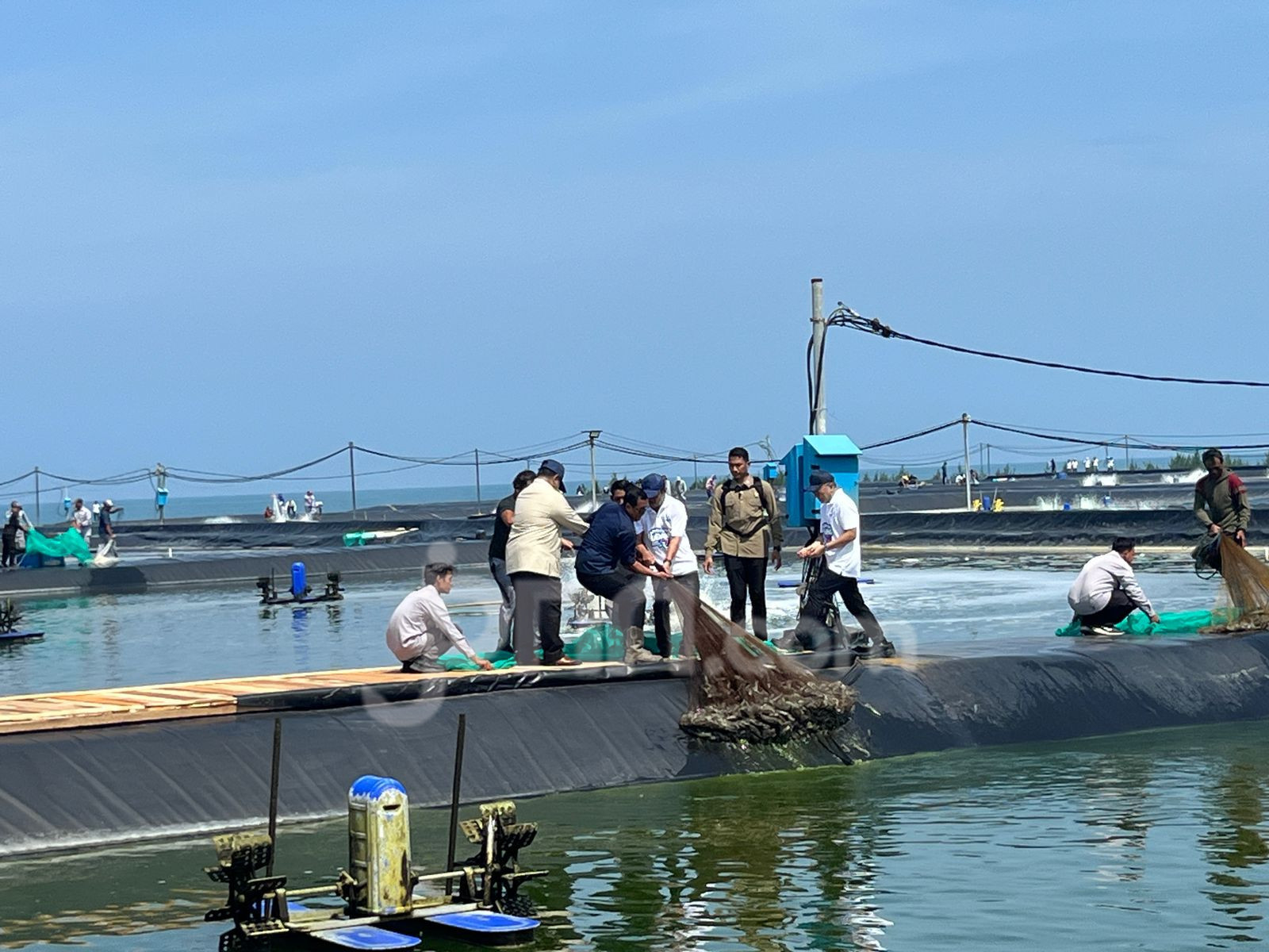 Panen raya udang di Kebumen, Prabowo: Luar biasa, per ton Rp 70 juta