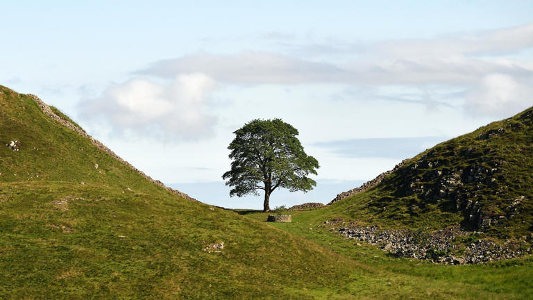 Sycamore Gap artwork winner announced