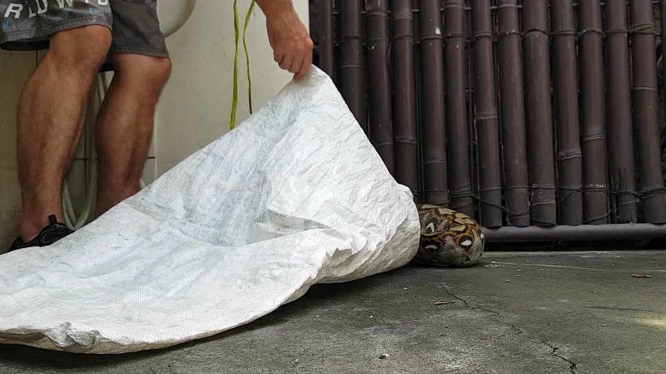 Discovering enormous python snake hunting behavior in the wild