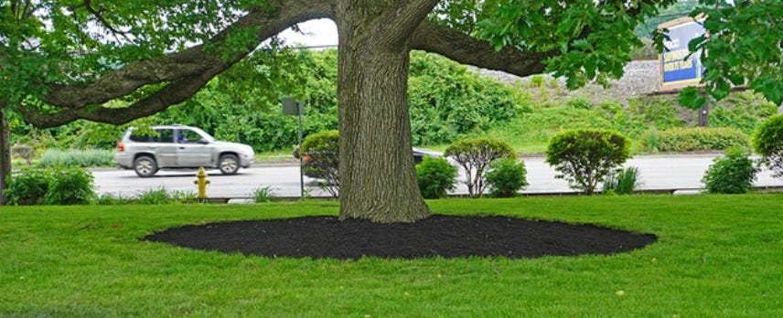 Tips to take care of a struggling maple tree
