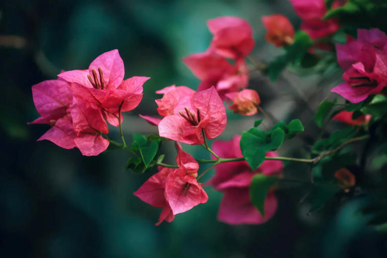 5 gorgeous plants to give your main gate a fresh and elegant look