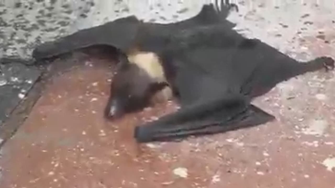Viral video: Bat collapses in 46°C heat at UP court, lawyers rush to ...