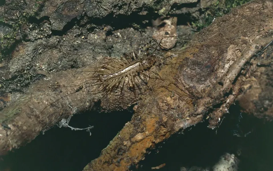 Centipede secrets every homeowner should know