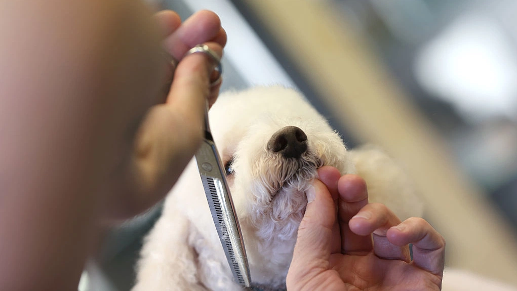 Keeping your dog healthy through grooming care