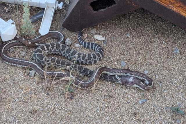 Venom-resistant California kingsnake shocks viewers by swallowing a ...
