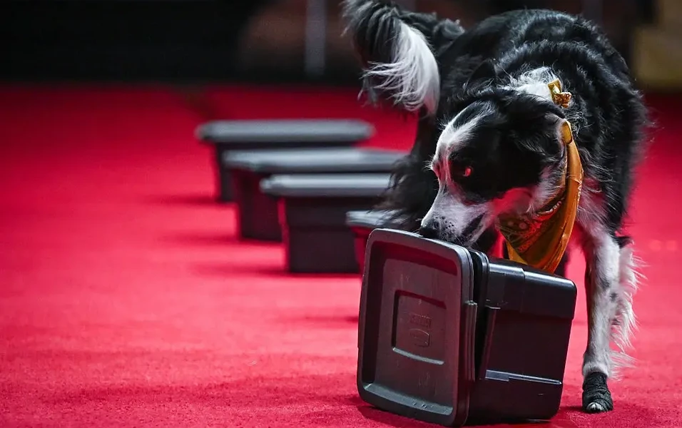 Smart dog breeds and their perfect match