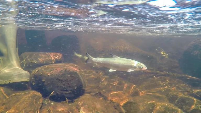 With Atlantic whitefish nearing extinction, a Nova Scotia tracking ...