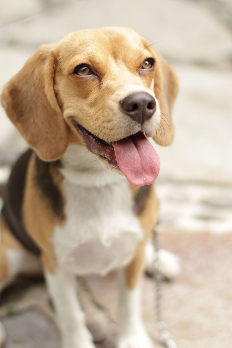 13 dogs that act like they always have something to say