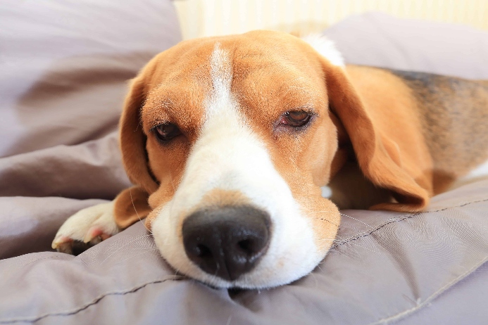 10 warning signs your dog is in pain (and what to do about it)