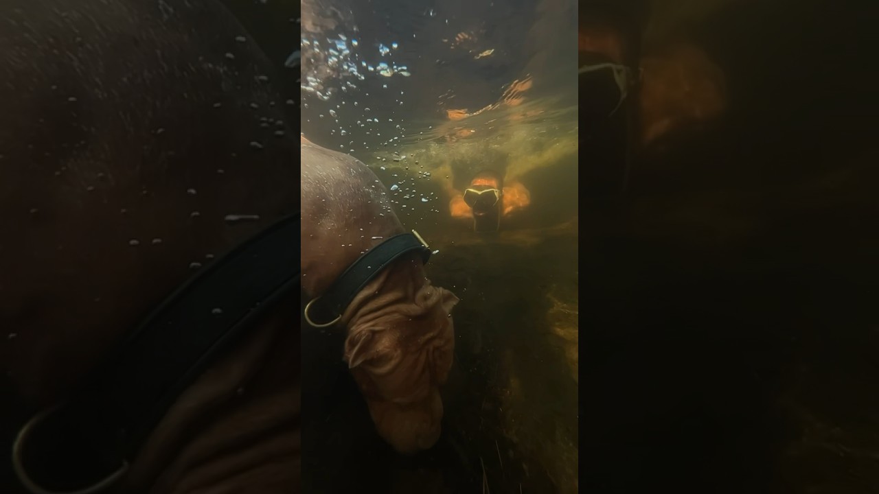 A pitbull learns how to dive underwater