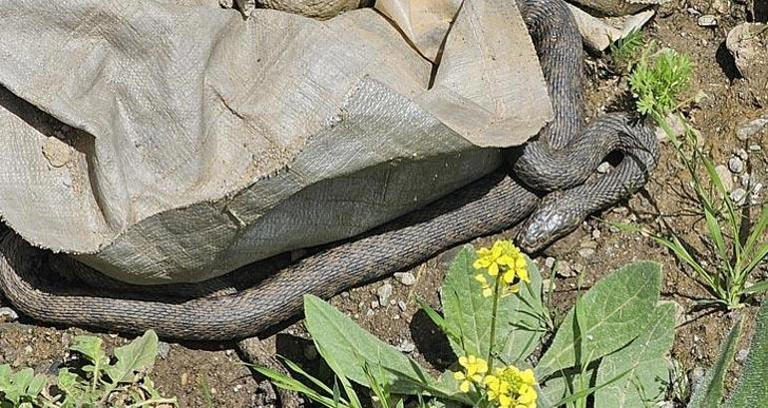 3 metrelik dev yılan evin altına yuva yaptı, belediye harekete geçti ...