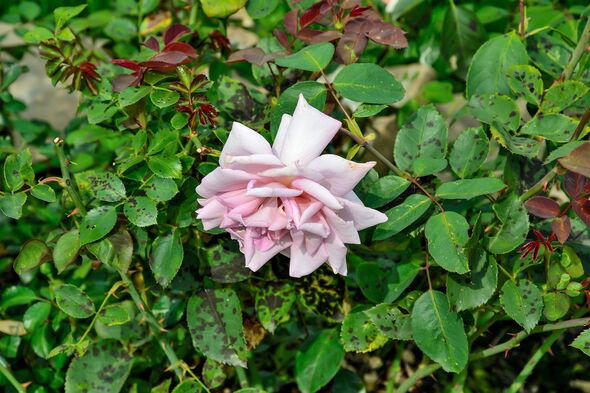 Gardeners urged to spray roses with 1 common kitchen item to prevent ...
