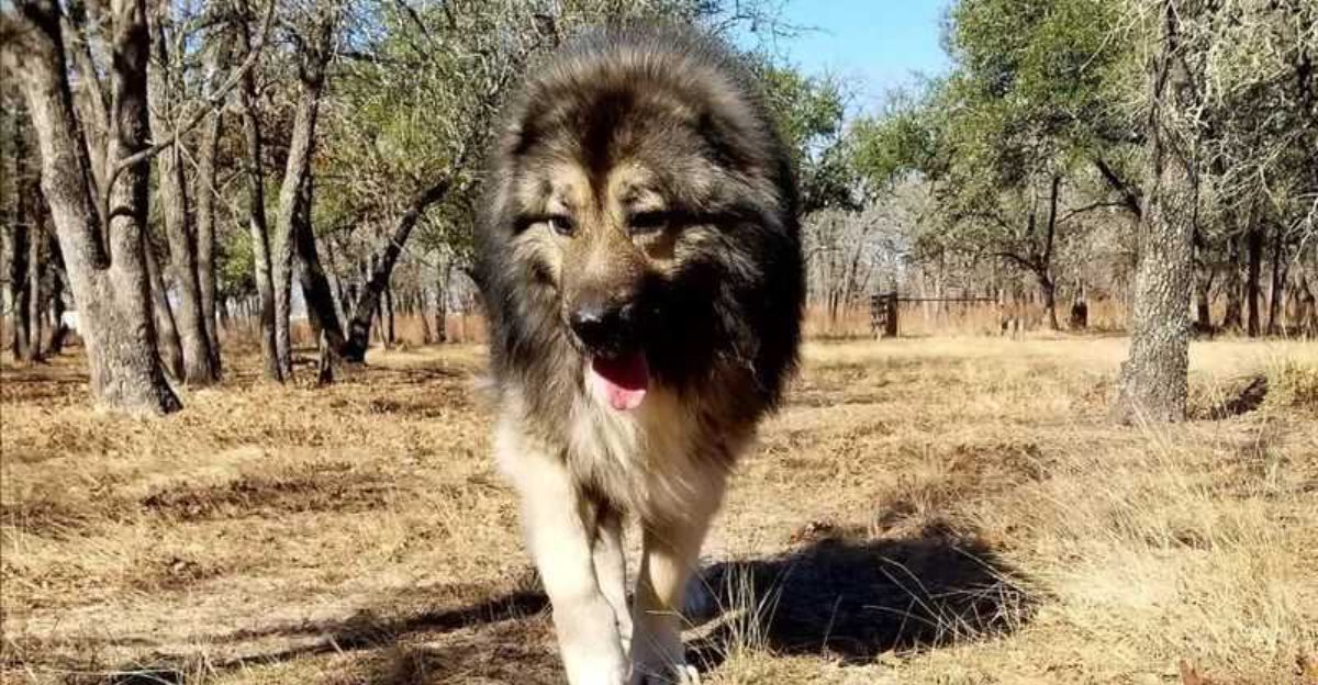 11 dog breeds that trust everyone too easily – and 4 that trust almost ...