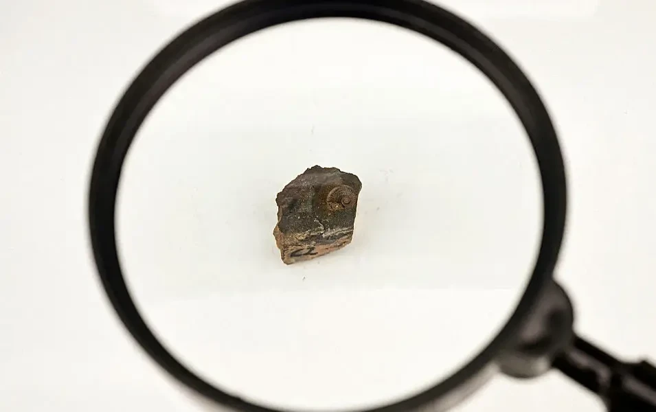 Ancient fossils reveal early complex life thrived on oxygenated seafloors
