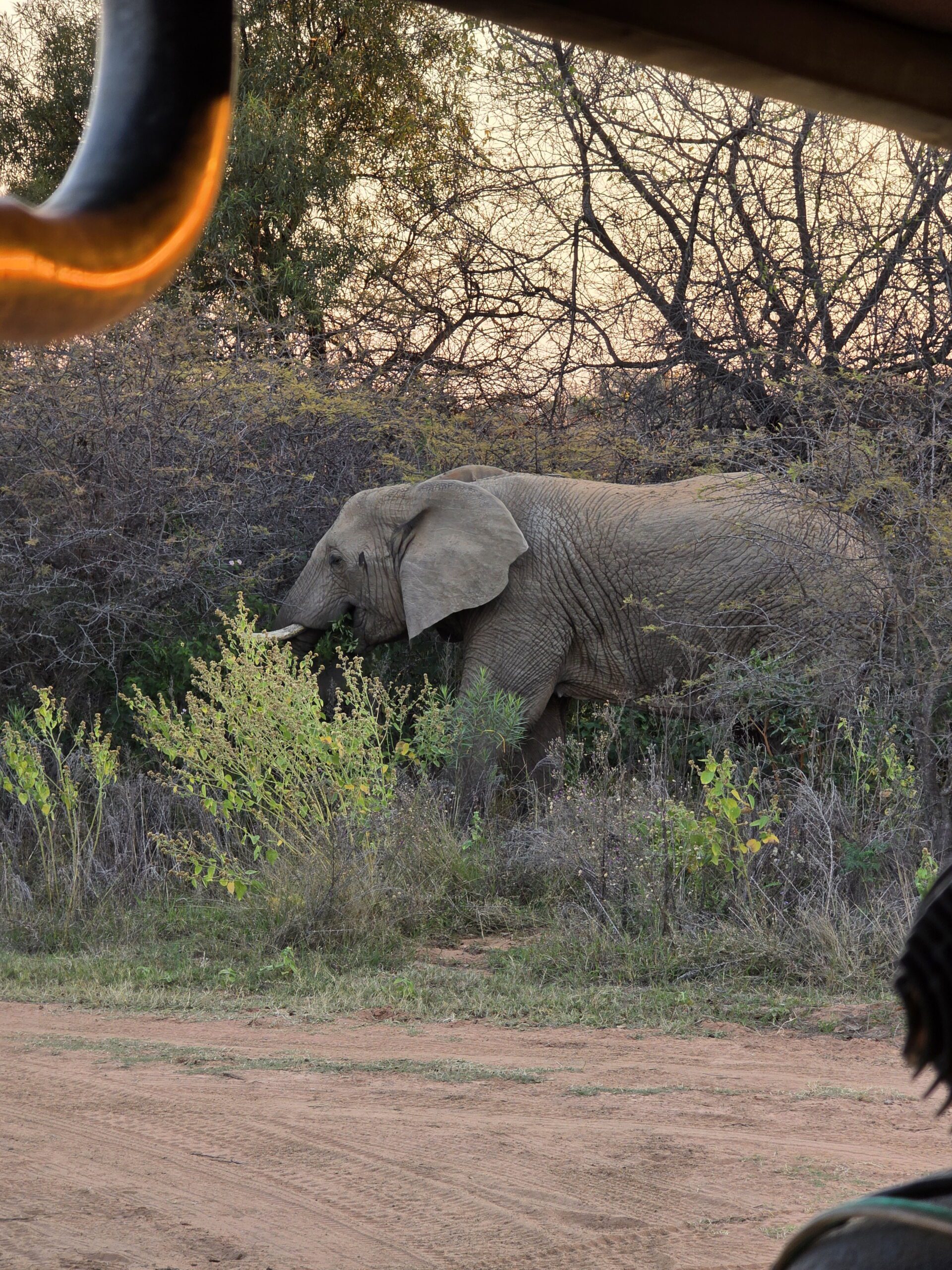 Video: Elefant greift Safari-Jeep an – Touristen fliehen