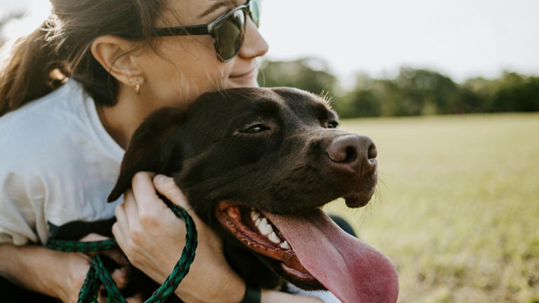 How to keep pets safe and healthy during heatwave
