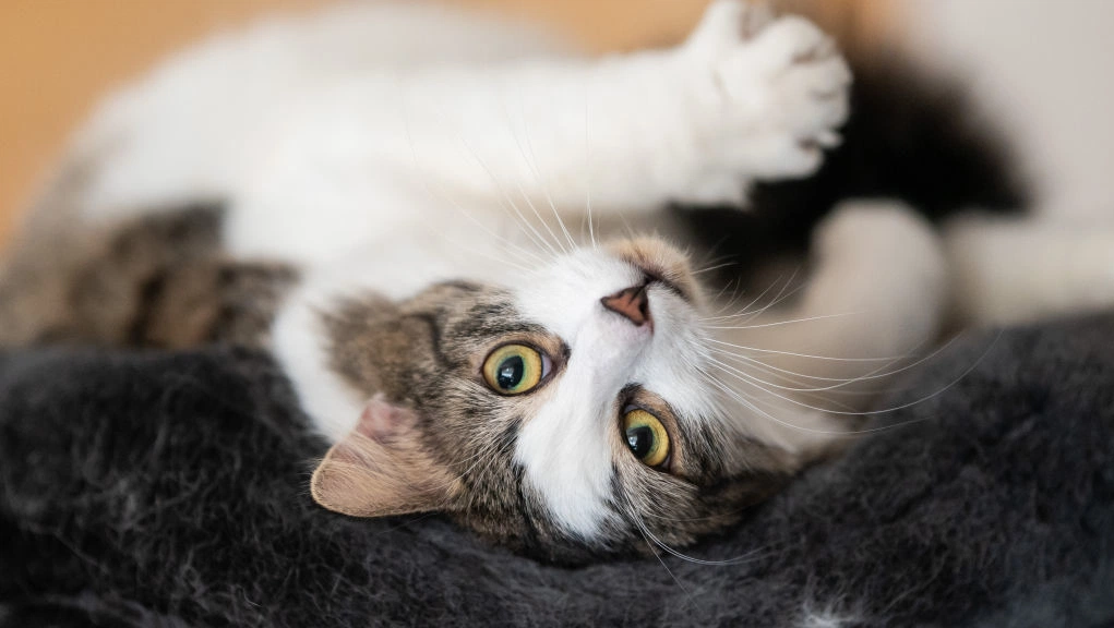 Amazon’s faux tree cat scratcher blends décor and play