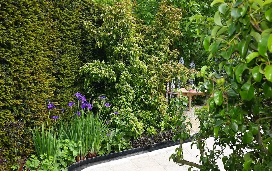 Backyard privacy ideas that feel like a retreat